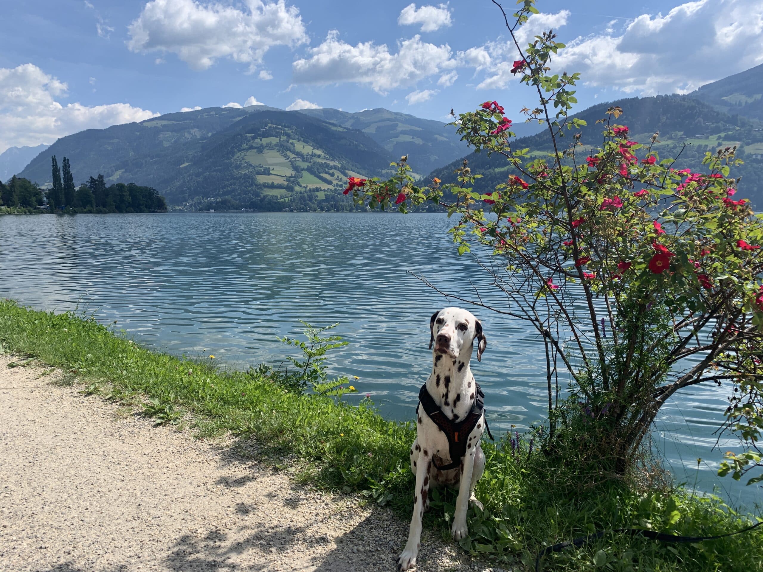 Ausflug Mit Hund Baden Wurttemberg