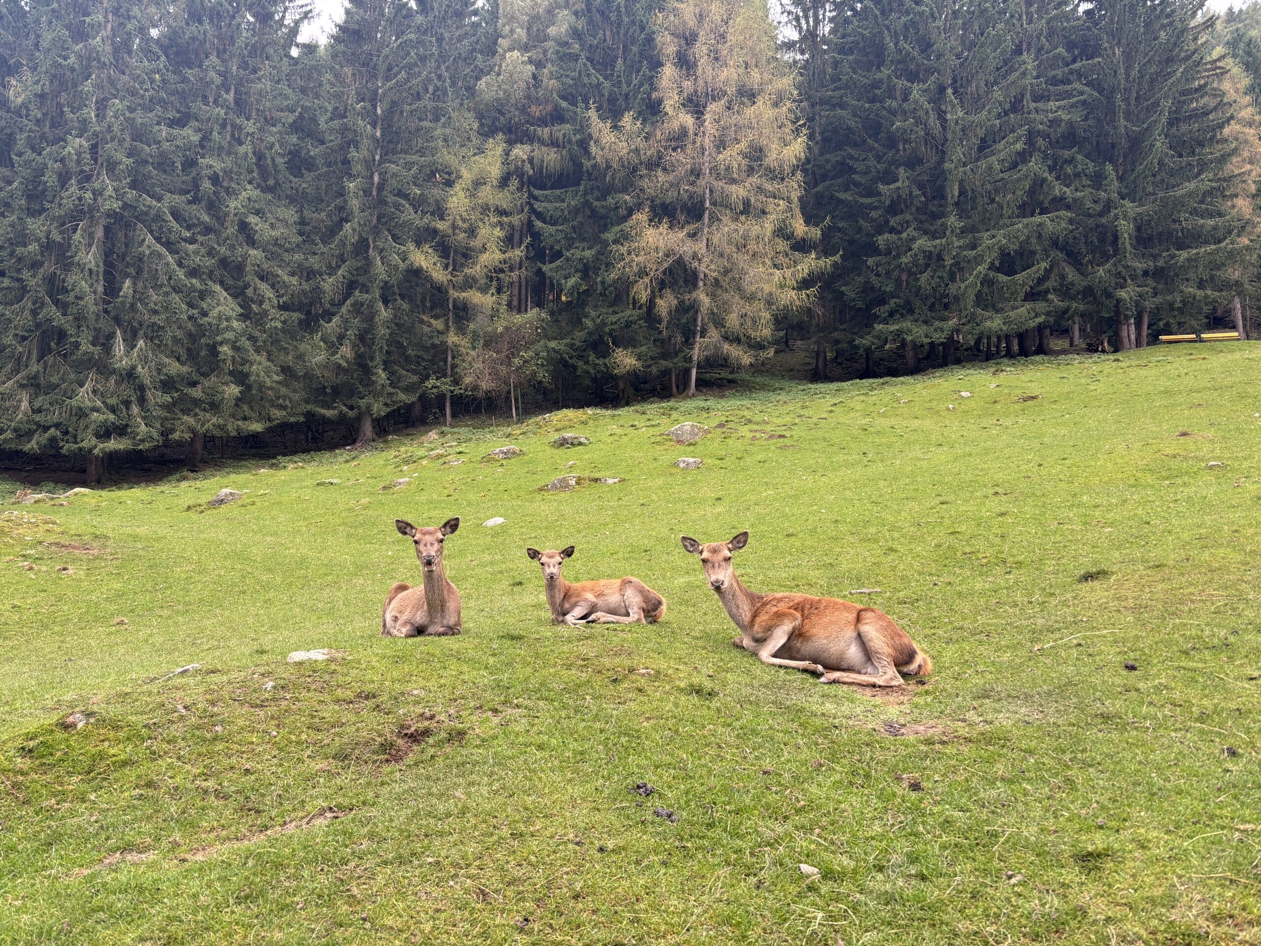 Alpen Wildpark Feld am See - Ausflug mit Hund